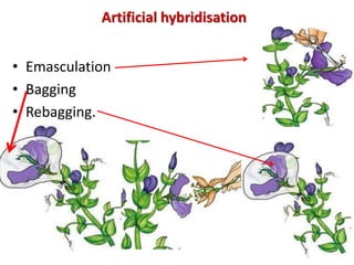 Double fertilization in plants, Monocot and Dicot embryo, Endospermic ...