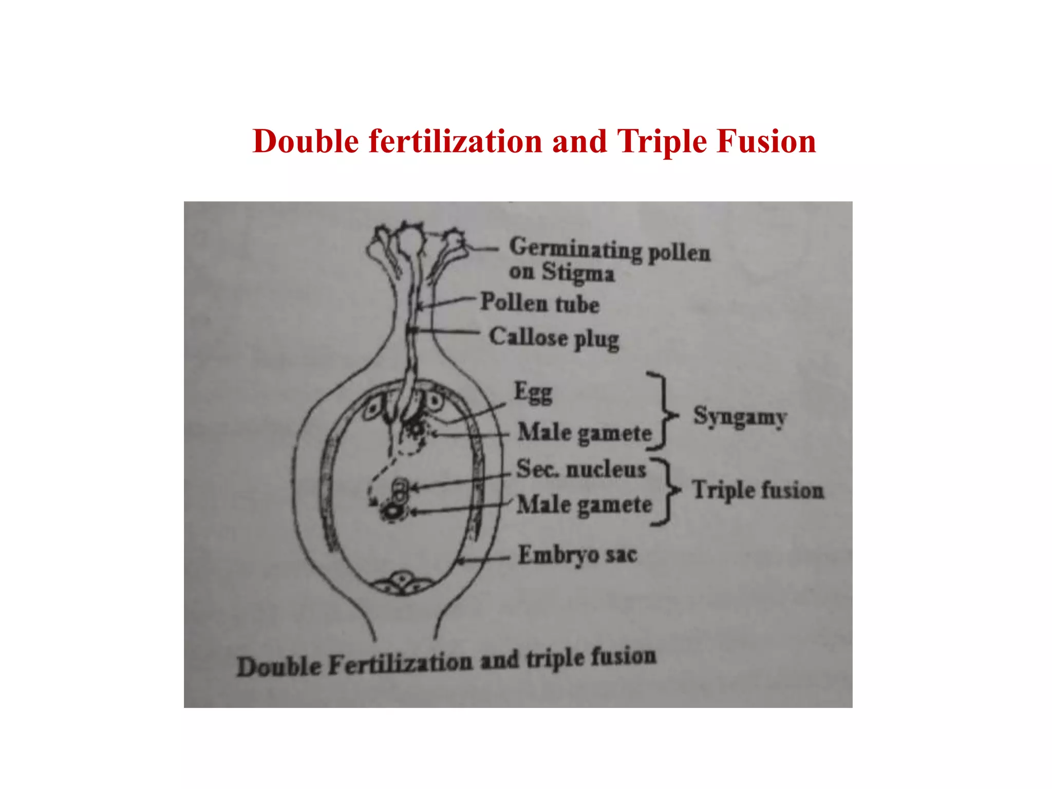 Double fertilization & triple fusion | PPTX