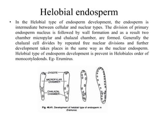 Double fertilization & triple fusion | PPTX