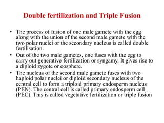 Double fertilization & triple fusion | PPTX