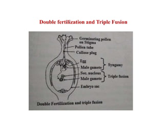 Double Fertilization Slide