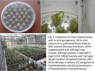 Double haploid production | PPTX