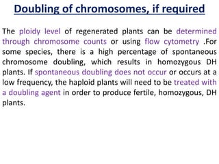 Double haploid production | PPTX