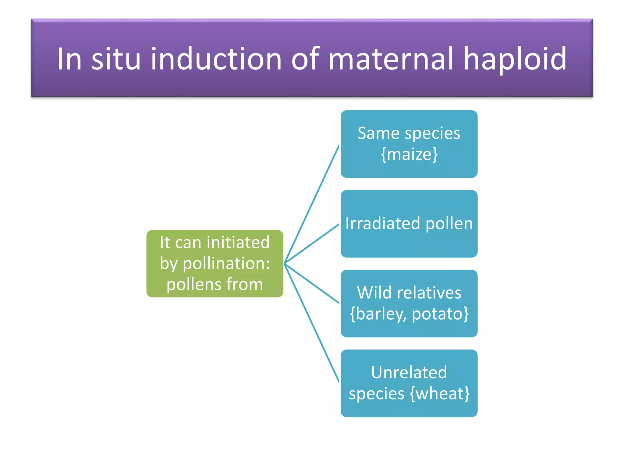 Double haploids | PPTX