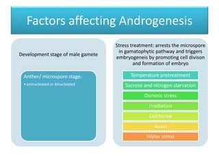 Double haploids | PPTX
