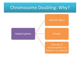 Double haploids | PPTX