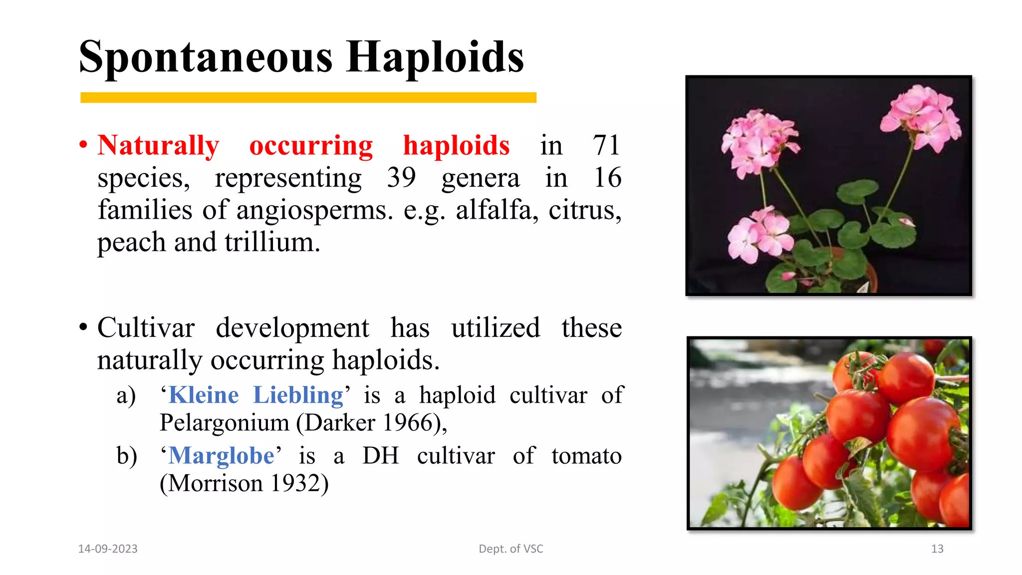 double haploids in horti crop improvement.pptx