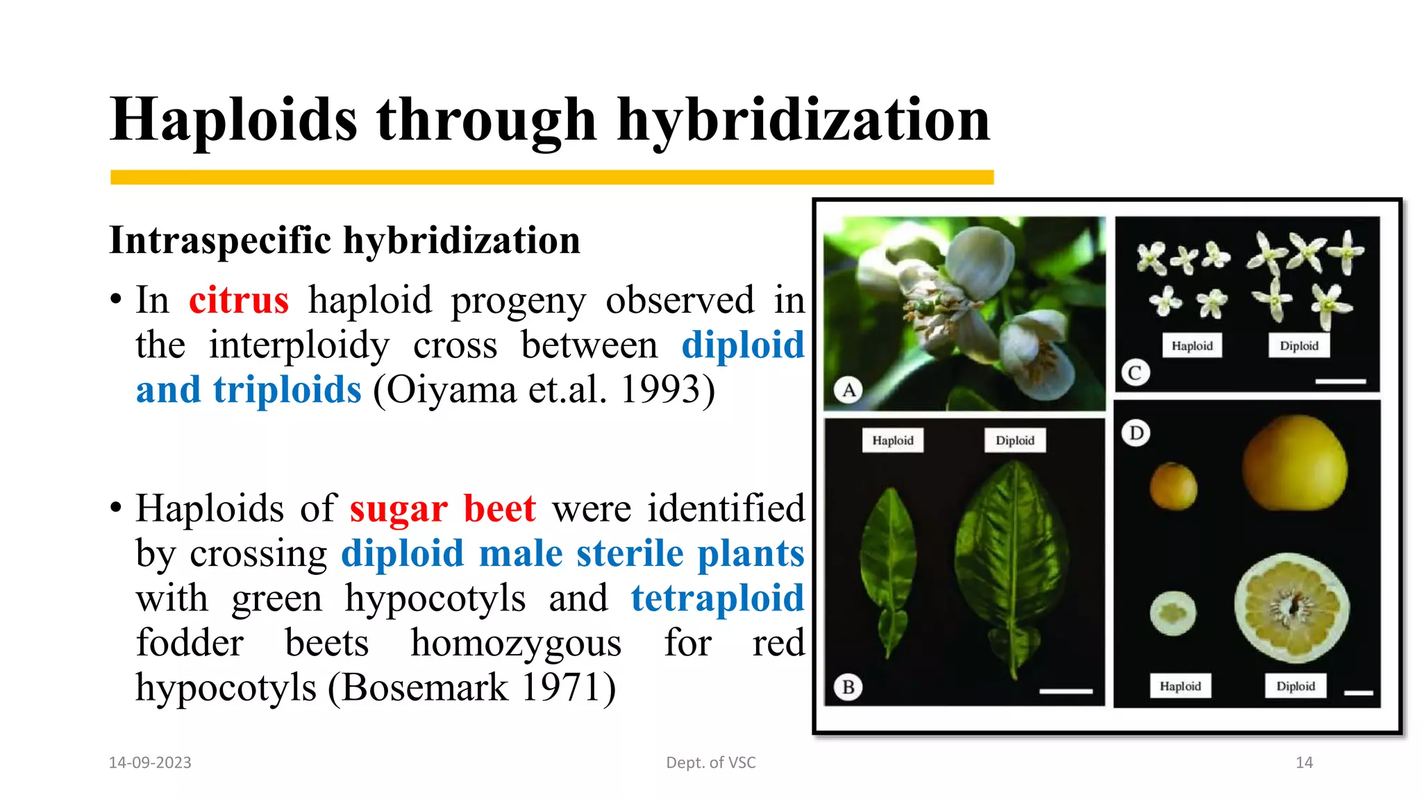 double haploids in horti crop improvement.pptx