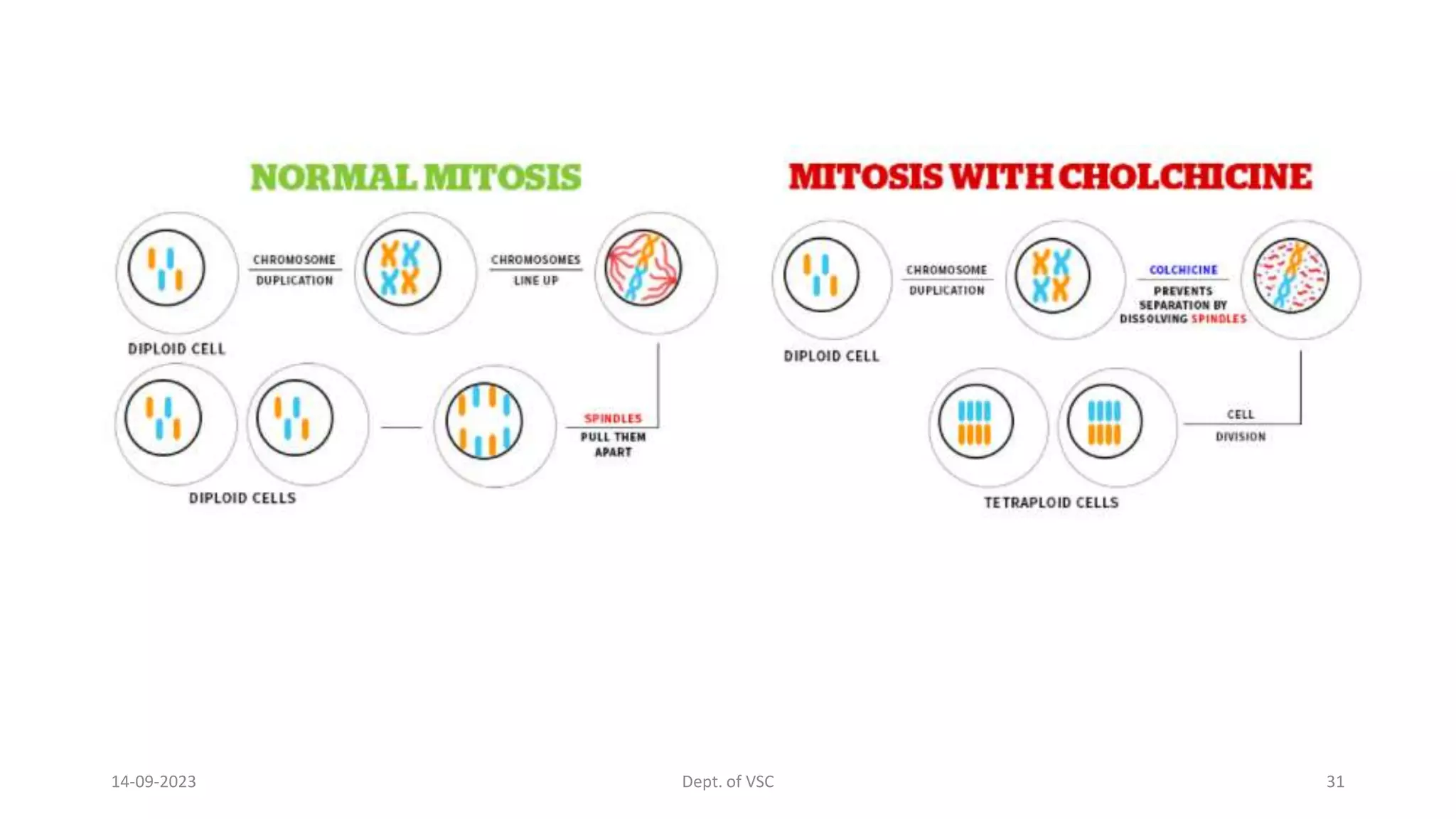double haploids in horti crop improvement.pptx