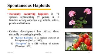 double haploids in horti crop improvement.pptx