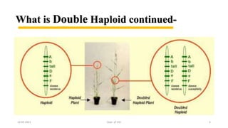 double haploids in horti crop improvement.pptx