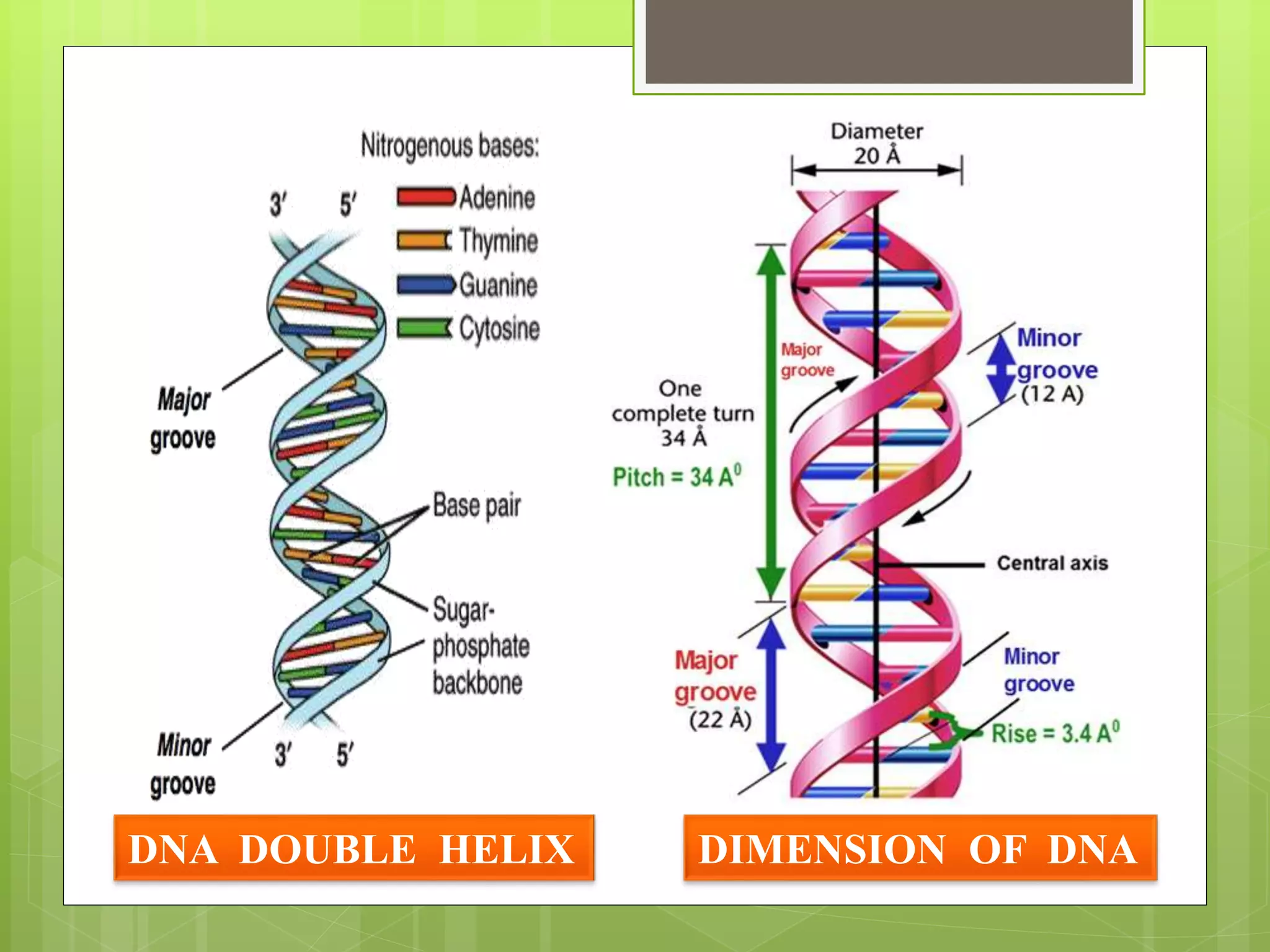 Double helical DNA - Structure and Definition. | PPTX