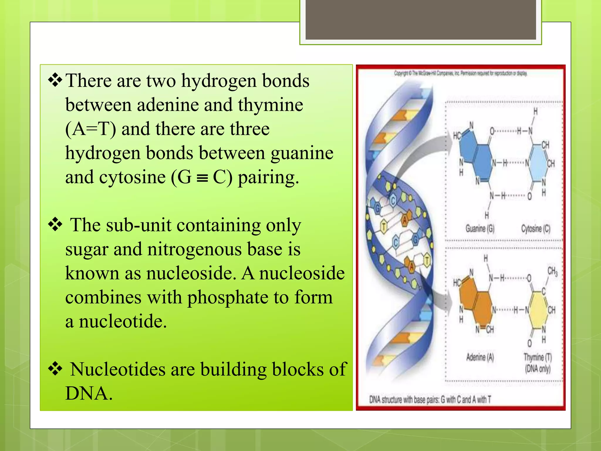 Double helical DNA - Structure and Definition. | PPTX