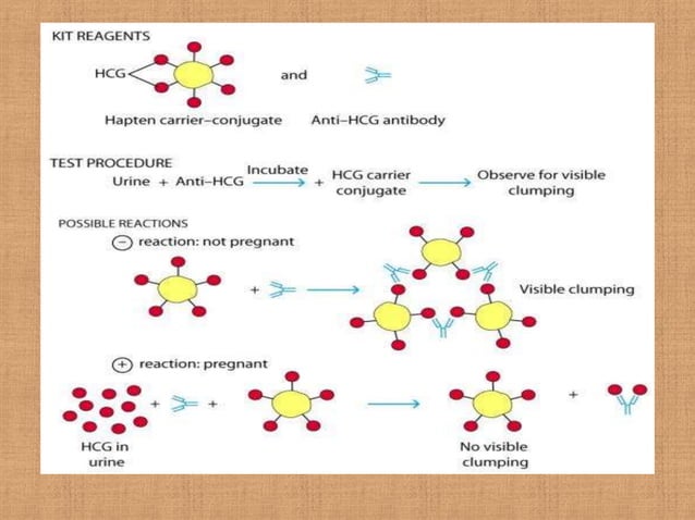 Double immunodiffusion technique | PPTX