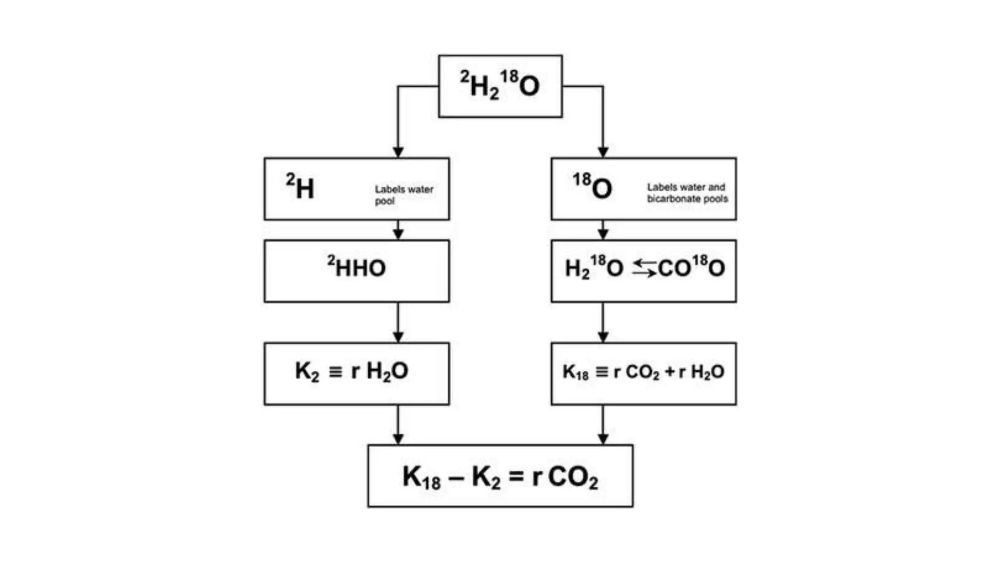 Doubly labelled water | PPTX