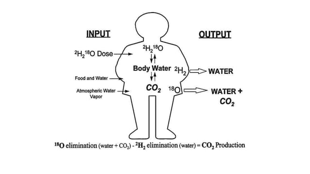 Doubly labelled water | PPTX