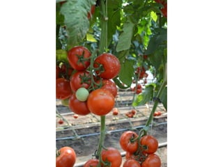 Doufu rijk zwaan tomato | PPTX