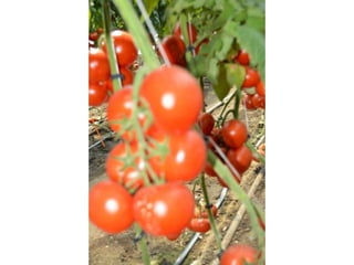Doufu rijk zwaan tomato | PPTX