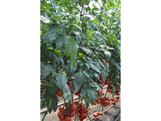 Doufu rijk zwaan tomato | PPTX