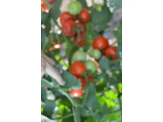 Doufu rijk zwaan tomato | PPTX