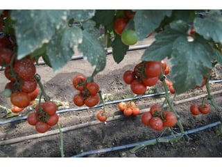 Doufu rijk zwaan tomato | PPTX