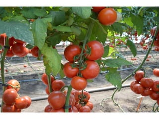 Doufu rijk zwaan tomato | PPTX