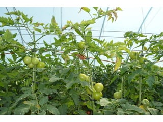 Doufu rijk zwaan tomato | PPTX