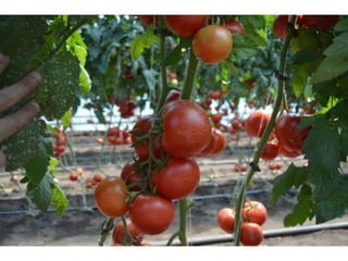 Doufu rijk zwaan tomato | PPTX