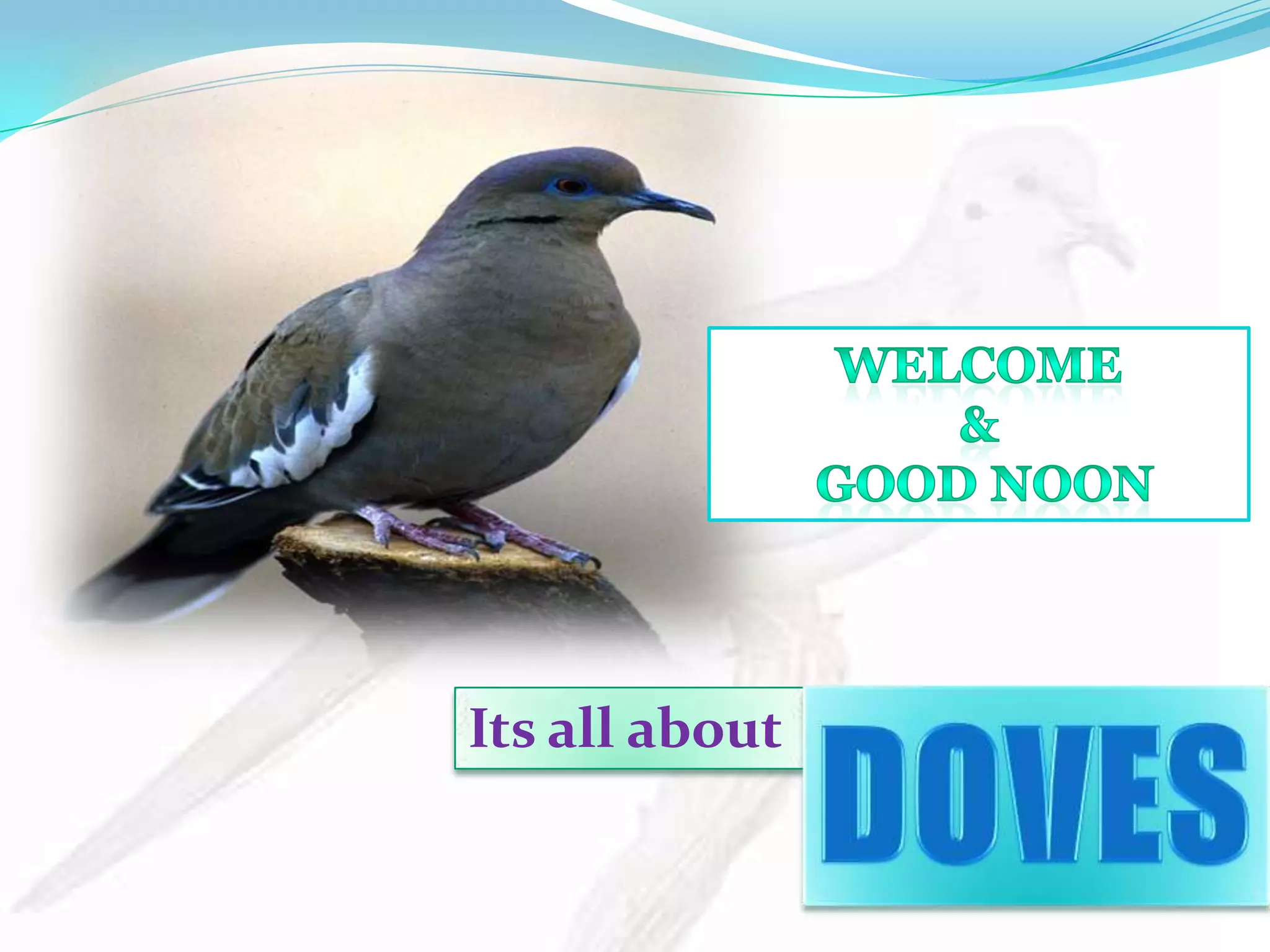 Doves (game bird) | PPT