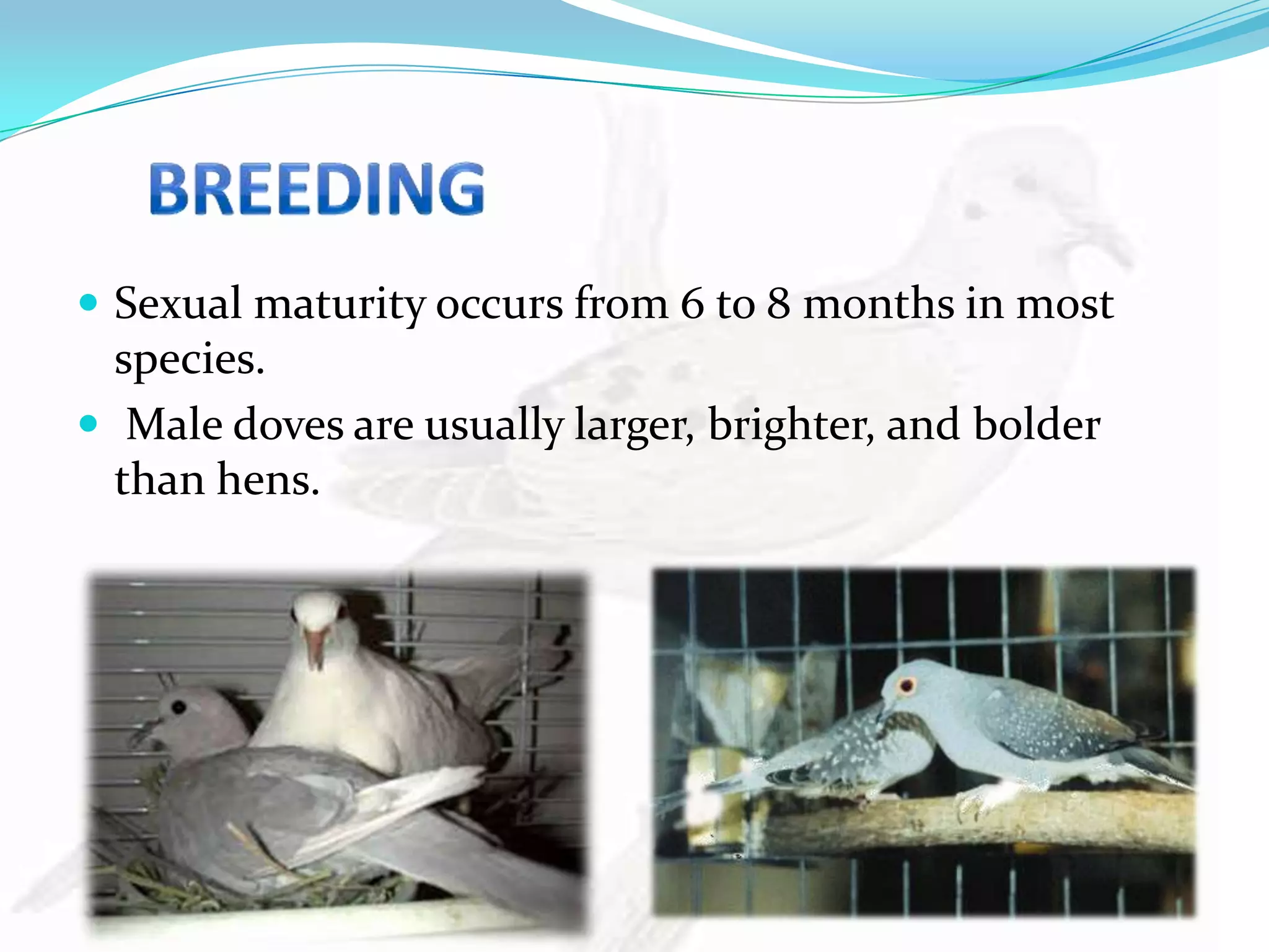 Doves (game bird) | PPT