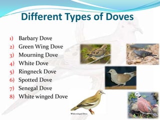Doves (game bird) | PPTX