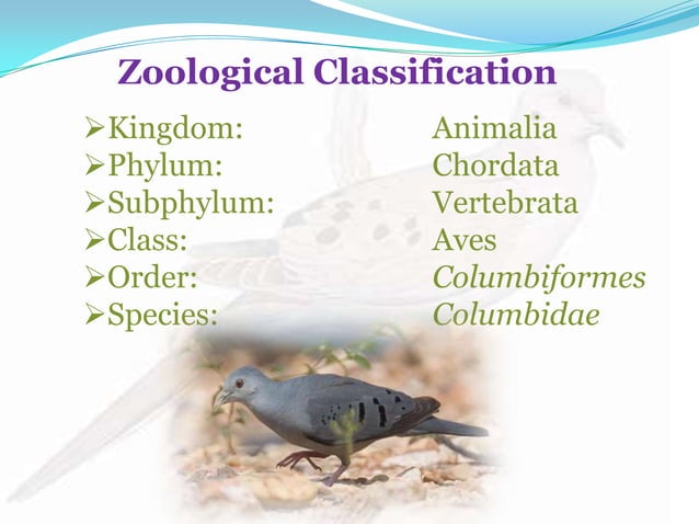 Doves (game bird) | PPT