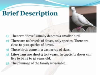 Doves (game bird) | PPTX