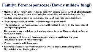 DOWMY MILDEW FUNGI part 01.pptx