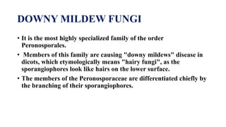 DOWMY MILDEW FUNGI part 01.pptx
