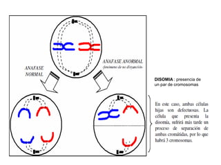 Sindrome de Down ( anomalias cromosomicas en la meiosis )