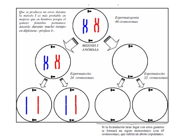Sindrome de Down ( anomalias cromosomicas en la meiosis )