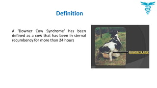 Downer cow syndrome | PPTX