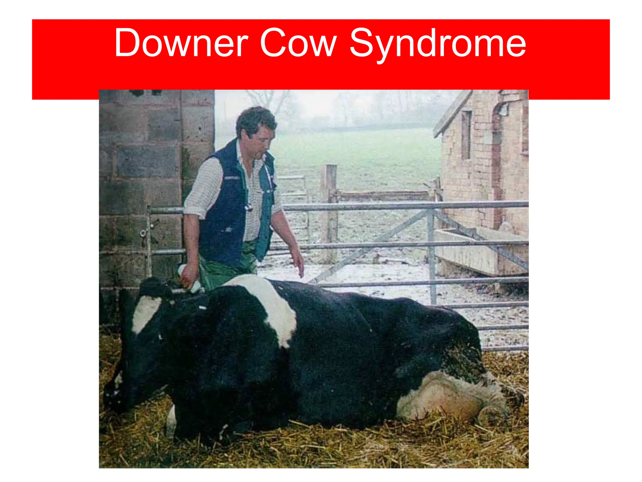 downer cows syndrome in large and small ruminants | PPTX
