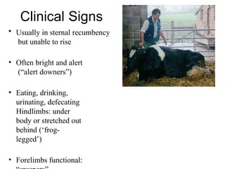 downer cows syndrome in large and small ruminants | PPTX | Injuries ...