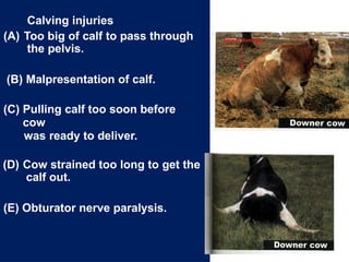 downer cows syndrome in large and small ruminants | PPTX | Injuries ...