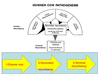 downer cows syndrome in large and small ruminants | PPTX