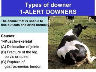 Downer cow syndrome Prof. Hamed Attia | PDF