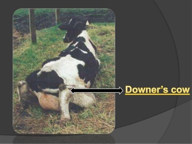Downers Cow Syndrome