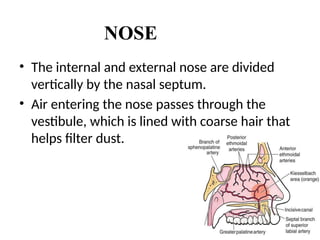 Dow new Nose, Mouth and Throat.pptx uni.pptx
