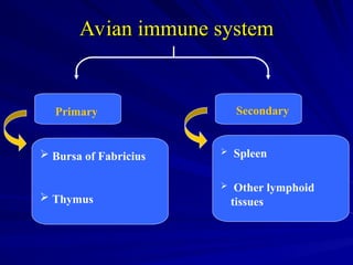 vaccination and its importance in poultry.ppt
