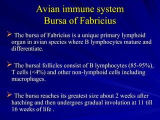 vaccination and its importance in poultry.ppt