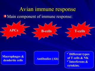 vaccination and its importance in poultry.ppt