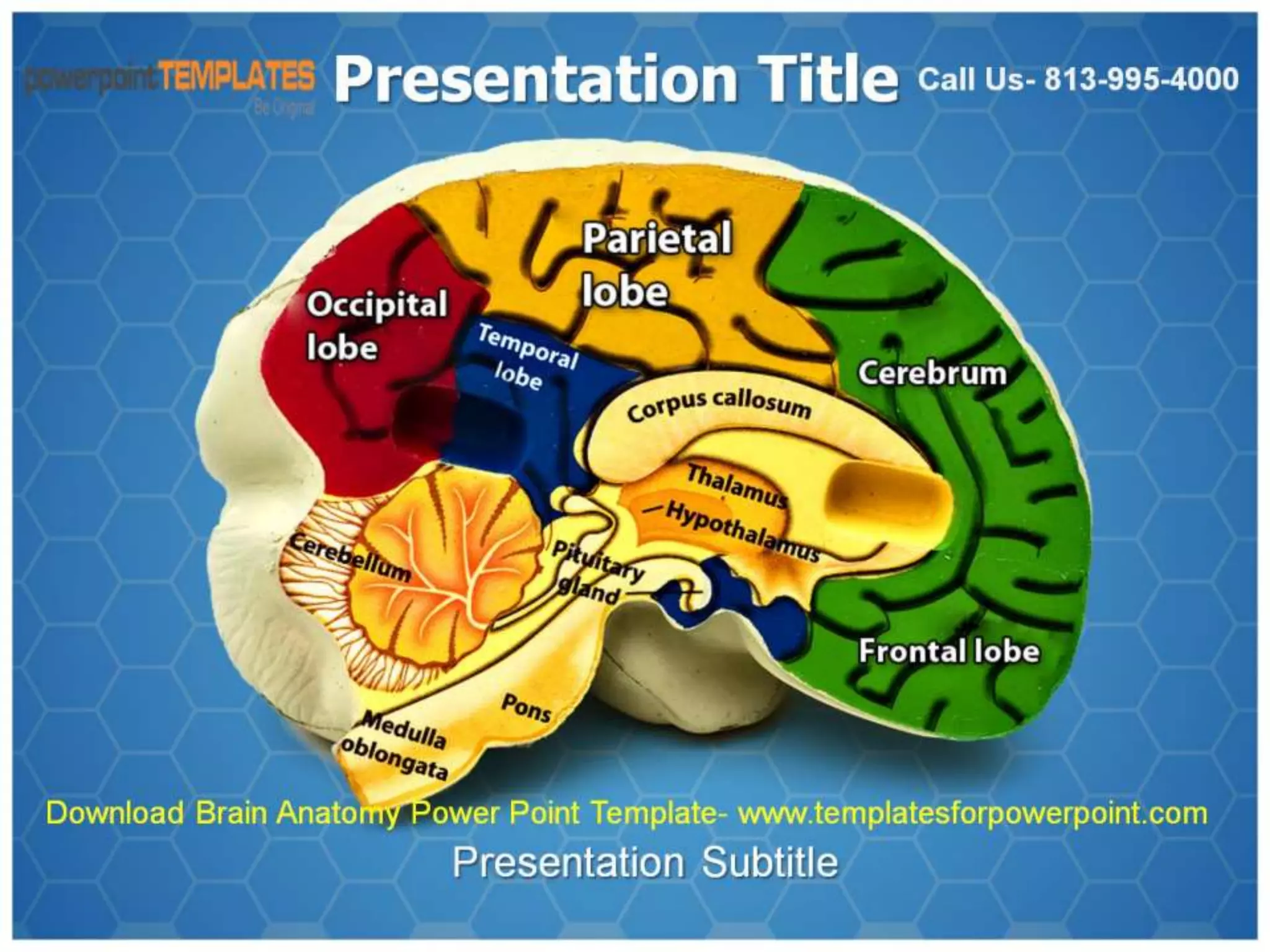 Download brain anatomy powerpoint template | PPT