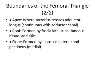 Download Femoral_Triangle_Extended_Presentation.pptx